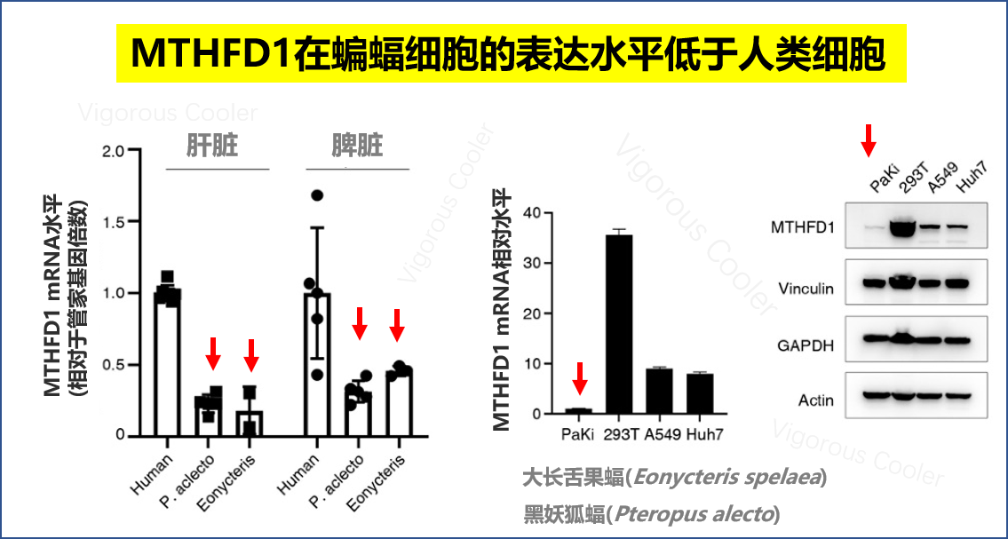 蝙蝠细胞筛选发现 亚甲基四氢叶酸脱氢酶(MTHFD1) 可作为新冠病毒的药物靶点 - 知乎