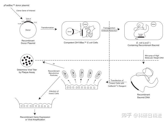 如何安全便捷地表达蛋白--Bac-to-Bac表达系统 - 知乎