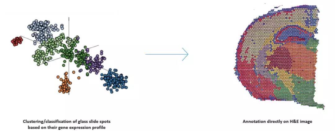 探索基因表达的空间信息 —— 空间转录组学（Spatial Transcriptomics） - 知乎