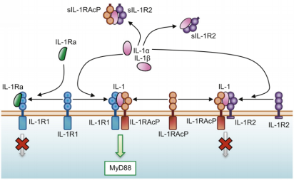 白细胞介素家族族谱 - 知乎