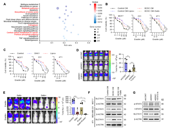 Nat Commun︱朱涛团队报道乳腺癌肿瘤干细胞调控铁死亡及转移的克隆化增殖新机制 - 知乎