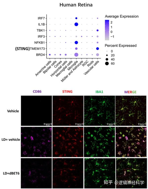 J Neuroinflammation︱中山大学中山眼科中心龚莉莉/李万程报道在新型PROTAC药物dBET6在光损伤中保护视网膜并抑制 ...