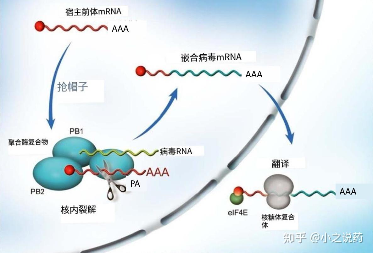“超级达菲”玛巴洛沙韦 - 知乎