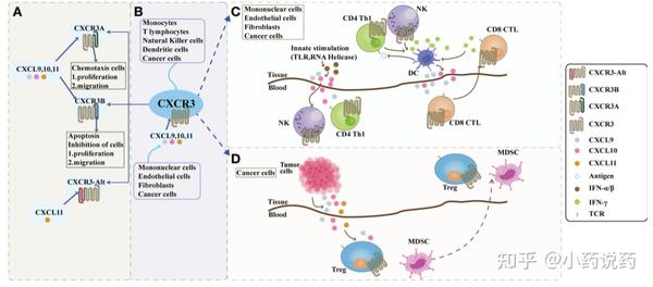 CXCR3及其配体在癌症中的作用 - 知乎