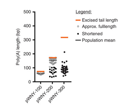 【耀文解读】mRNA篇︱polyA尾序列的设计与优化 - 知乎