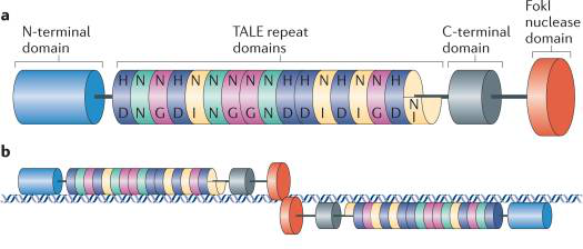 还不懂基因编辑？热点研究方向全面盘点，一文带你了解基因魔剪的前世今生 - 知乎