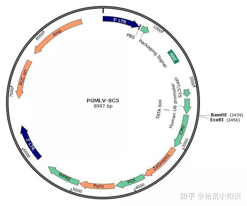 一文解读：质粒载体及各个组成元件 - 知乎