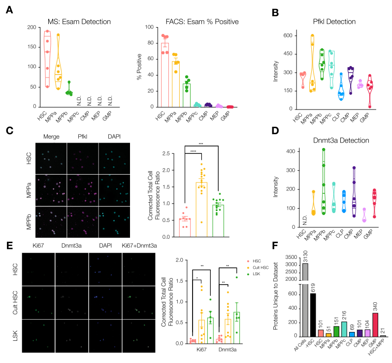 eLife | 蛋白质组学揭示造血干细胞转录后蛋白抑制机制 - 知乎