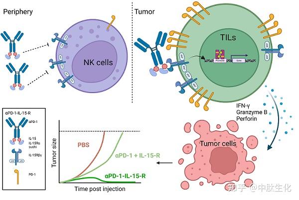 Journal of Experimental Medicine:开发出新一代肿瘤特异性PD1抗体-IL15融合蛋白免疫治疗药物 - 知乎