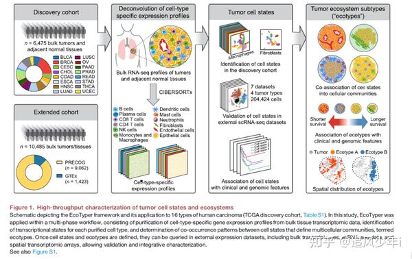 10X单细胞空间数据分析之表征细胞状态和生态型（EcoTyper） - 知乎