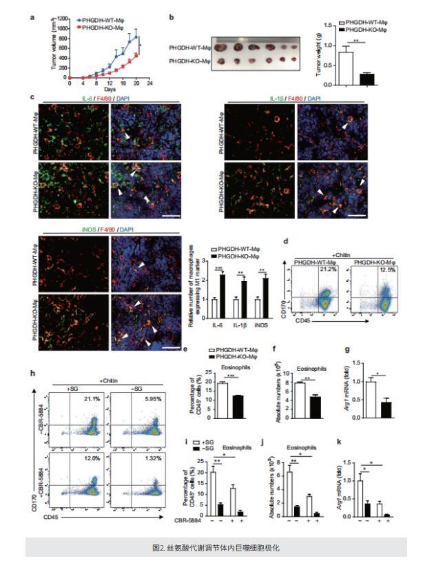 文献解读 | 丝氨酸代谢通过调节IGF1–p38轴协调巨噬细胞极化 - 知乎