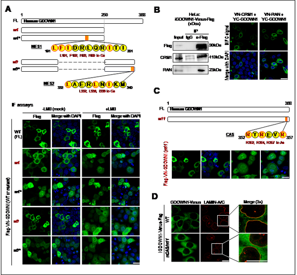 eLife｜兰州大学生命科学学院程博团队揭示转录因子GDOWN1通过核质转位调控全局转录及细胞应激的分子机制 - 知乎