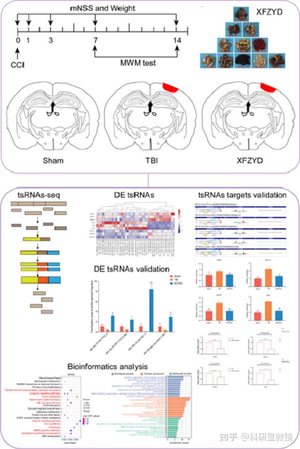 不会吧！还不知道tsRNA测序也能预测中药治疗疾病的靶点？一文带你了解一下 - 知乎