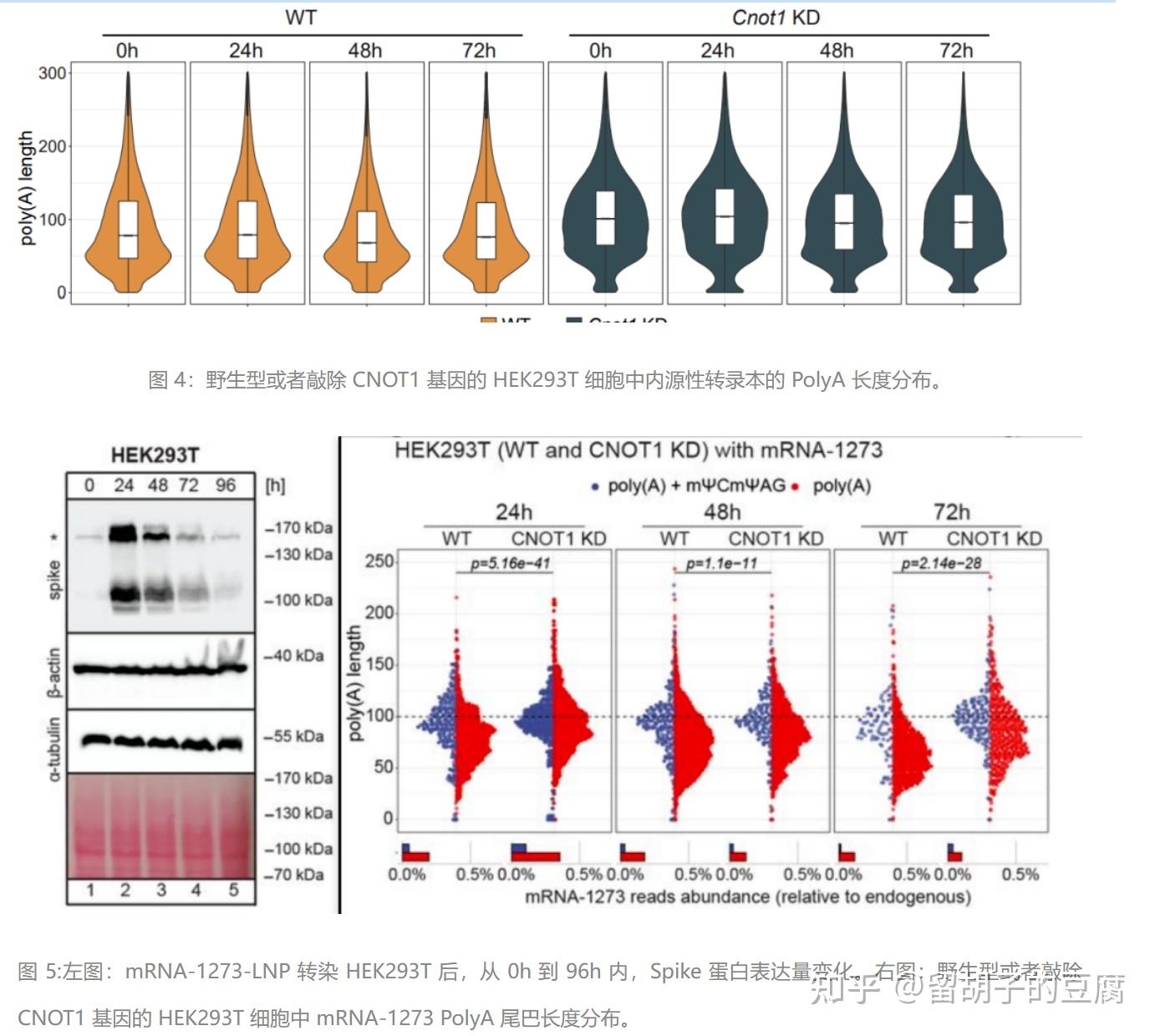 首次发现新冠mRNA疫苗体内聚腺苷酸化，增长PolyA尾巴 - 知乎
