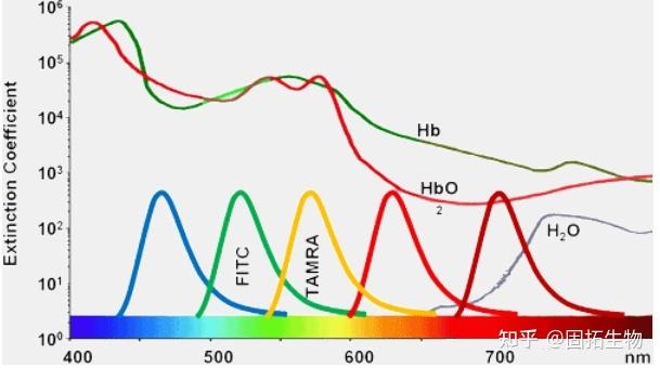 多肽荧光标记-FAM、FITC、Dansyl、TAMRA、Biotin（多肽荧光标记技术） - 知乎