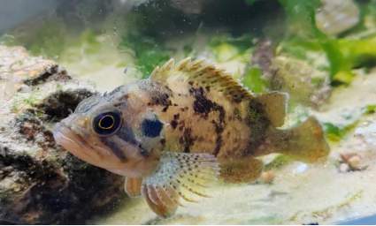 褐菖鲉与朝鲜平鲉（作者：木猫先辈） - 知乎