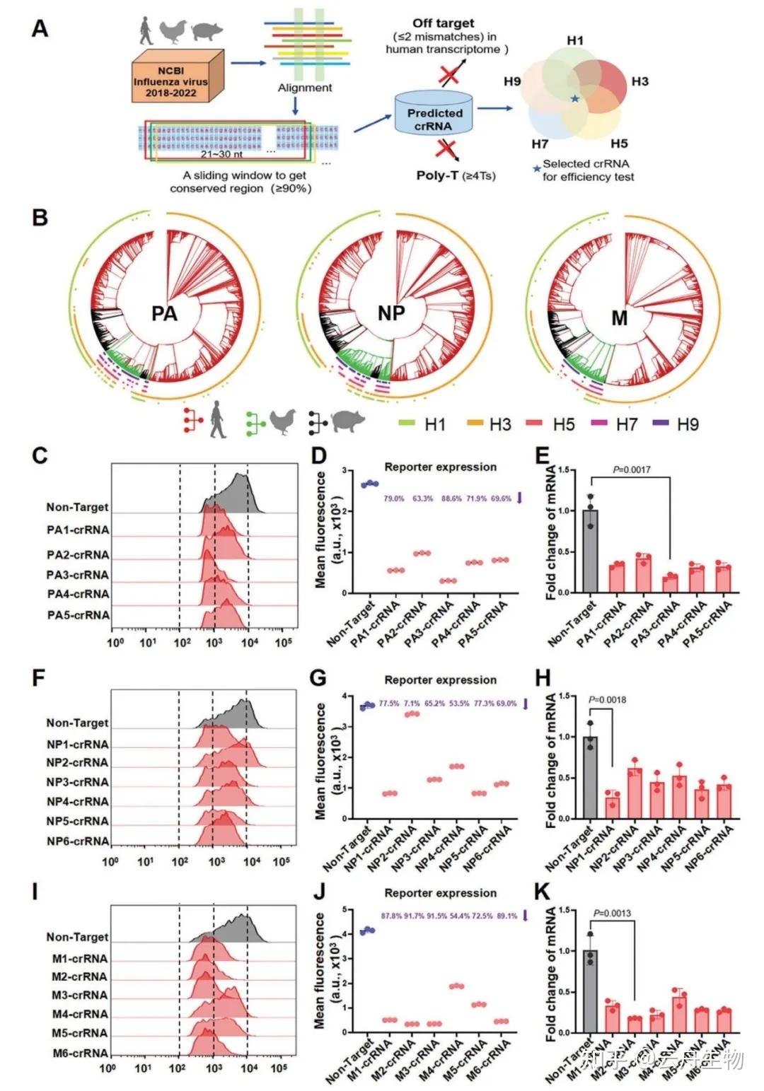 Adv Sci | 效果远超奥司他韦！中国农大开发SCSD增强CRISPR/Cas13d抗流感病毒疗效 - 知乎