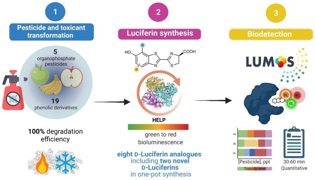 【Angew.Chem.Int.Ed】荧光酶级联荧光素合成和农药检测 - 知乎