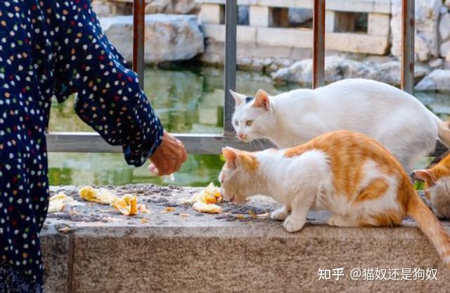 为什么不建议投喂 流浪猫”?看完后,太让人心疼了 知乎