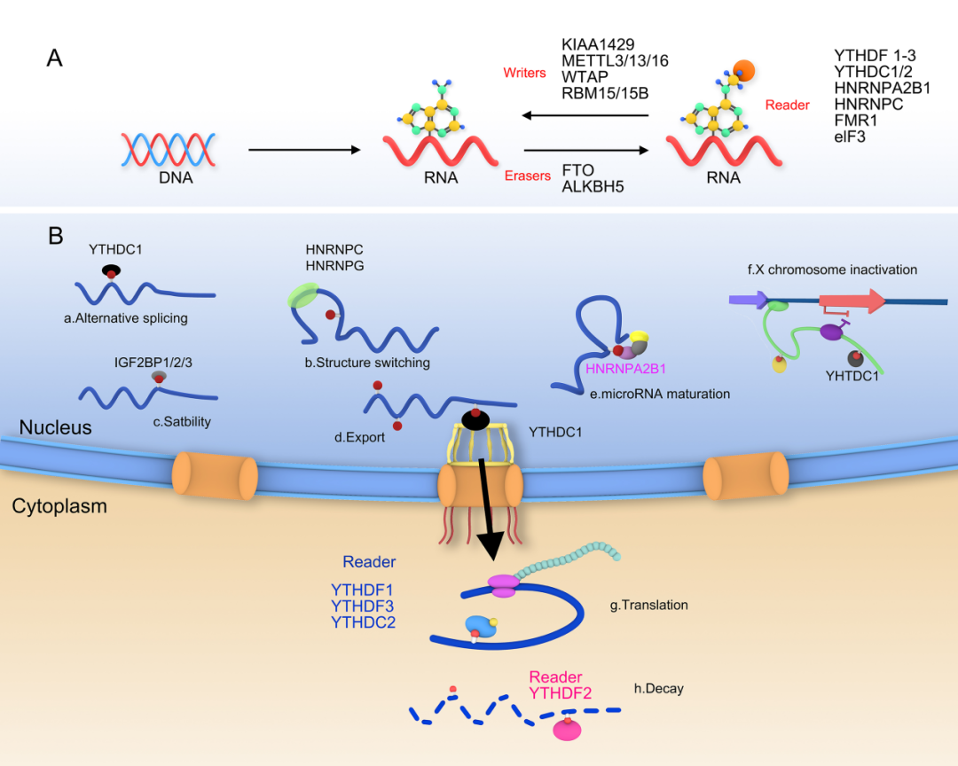 CDD 综述︱杨祚璋团队综述了m6A阅读蛋白YTHDF1在多种人类肿瘤发生和转移中可能的预后价值、潜在的靶蛋白及其调控机制 - 知乎