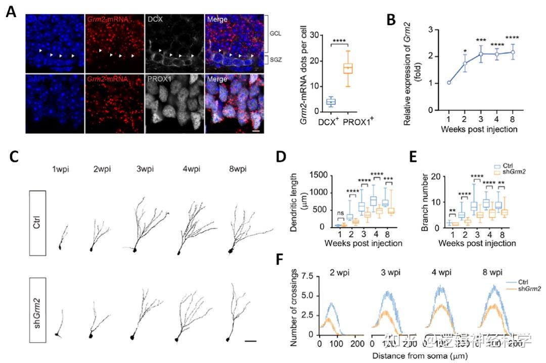 J Neurosci︱浙江大学王朗课题组揭示成体海马新生神经元发育及功能整合的新机制 - 知乎