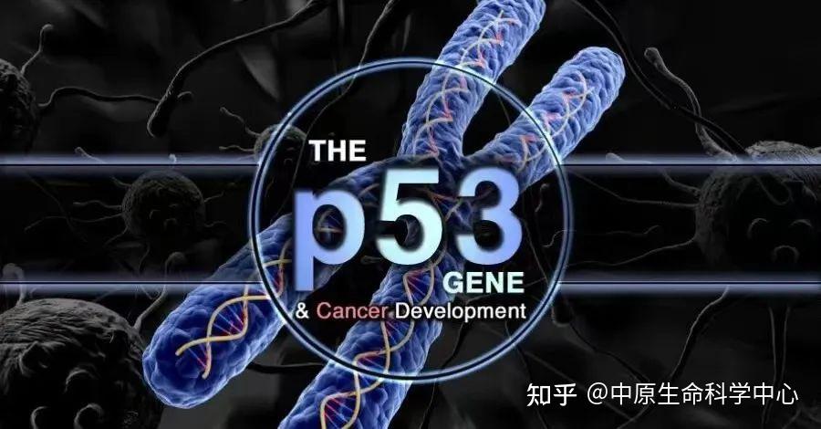 修复癌症双倍起效！P53抗癌四大主流方法，有力清除肿瘤！ - 知乎