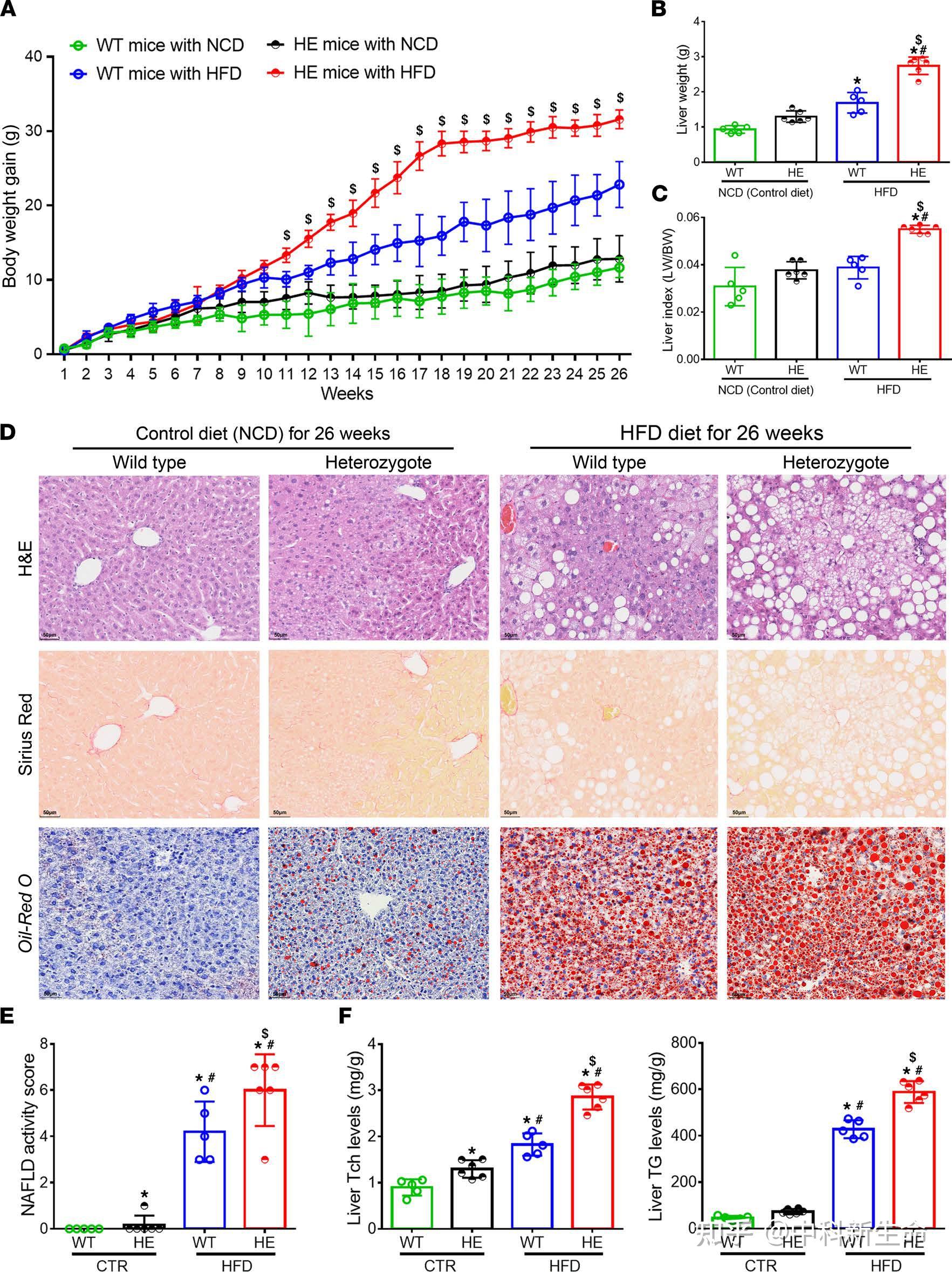 项目文章JCI insight | 西南医院采用蛋白代谢多组学揭示SEMA7AR148W突变促进NAFLD疾病发展的分子机制 - 知乎