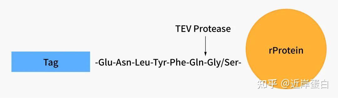 TEV酶 | 精准去标签的“黄金剪刀”，标签切除一步到位！ - 知乎