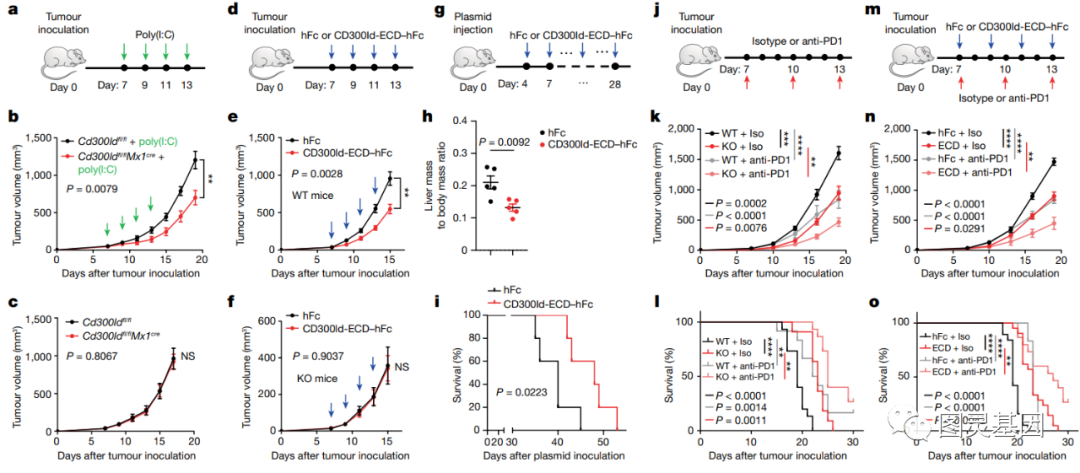 Nature | 复旦大学团队发现免疫治疗新靶点CD300ld - 知乎