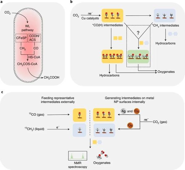 杨培东Nature Catalysis：探究串联CO2电还原中不对称C-C耦合机理 - 知乎