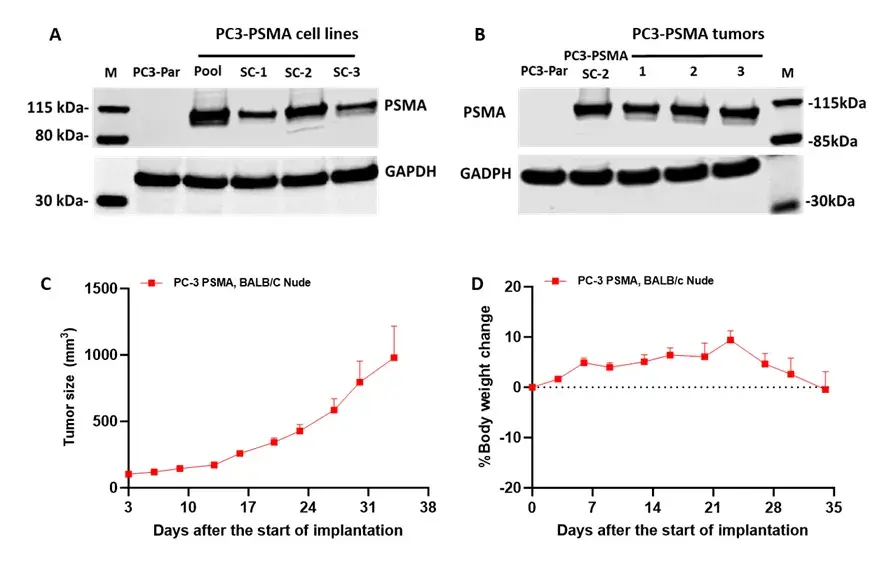 OncoWuXi速递 | PSMA过表达的PC3肿瘤模型 - 知乎