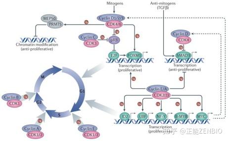 细胞增殖的调节因子—细胞周期蛋白(Cyclin) - 知乎