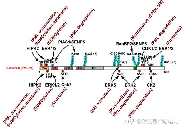 PML致癌结构域 - 知乎