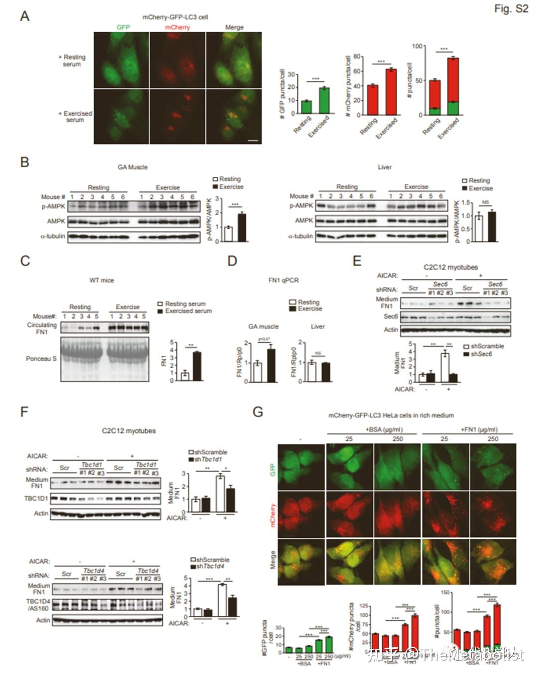 代谢学人——Cell Metabolism：运动改善代谢新机制 - 知乎