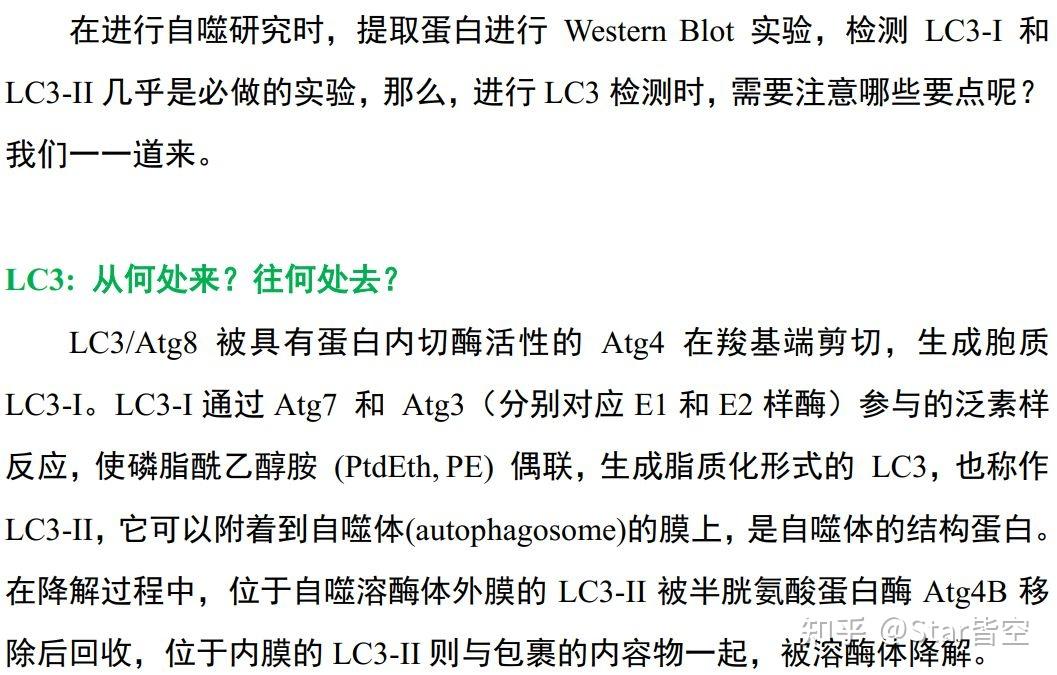 官方“自噬”实验操作指南之WB检测LC3 - 知乎