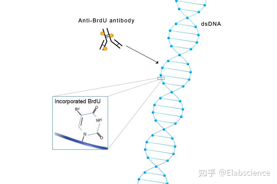 细胞增殖检测之EdU法 - 知乎