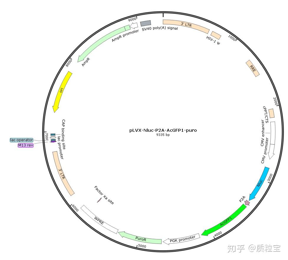慢病毒活体成像报告基因荧光素酶质粒 Luc2，hRluc，Nluc - 知乎