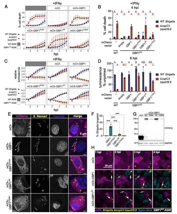 PNAS丨LPS 聚集蛋白 GBP1 和 GBP2 都足以增强体内和离体的 caspase-4 活化 - 知乎
