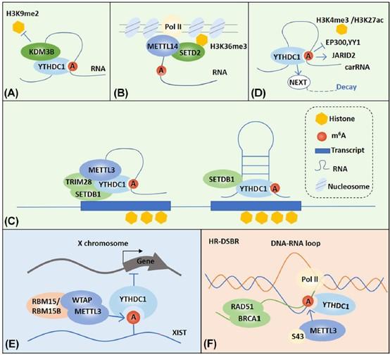 RNA甲基化之m6A甲基化调控机制 - 知乎