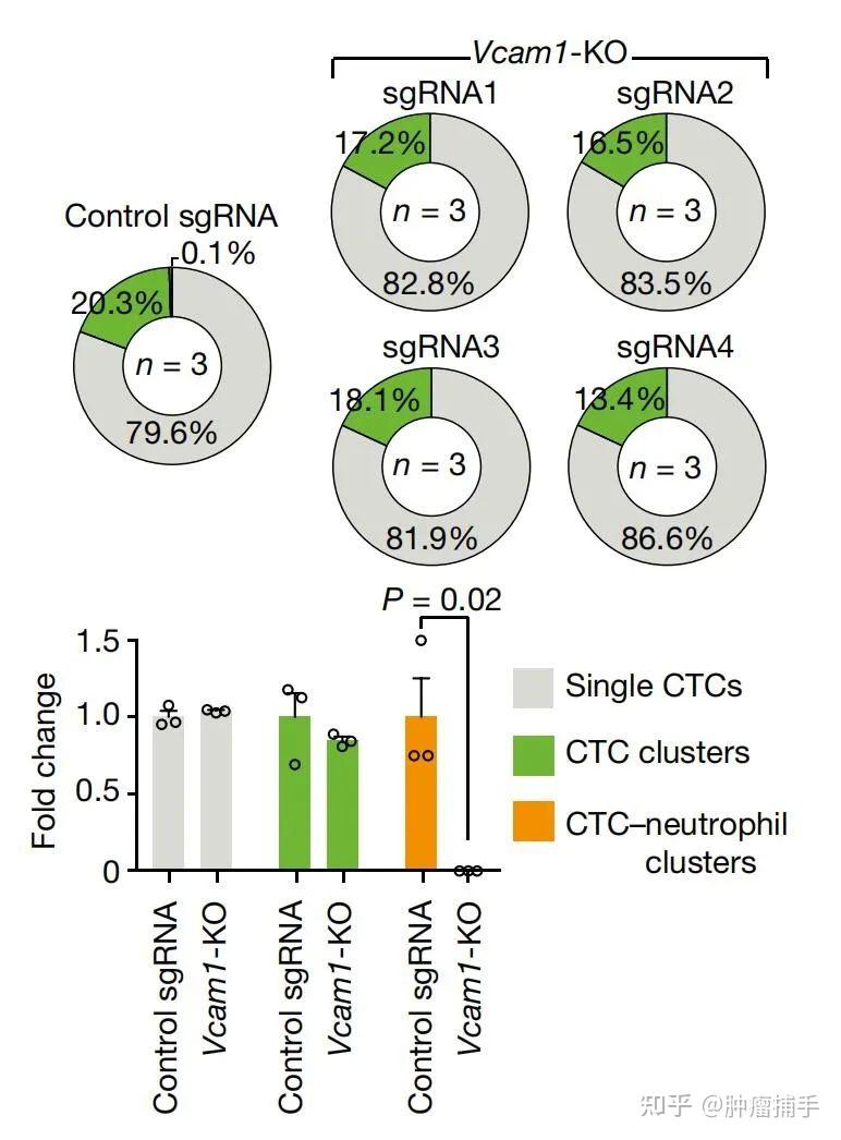 《Nature》：嗜中性粒细胞可护送CTC转移！ - 知乎