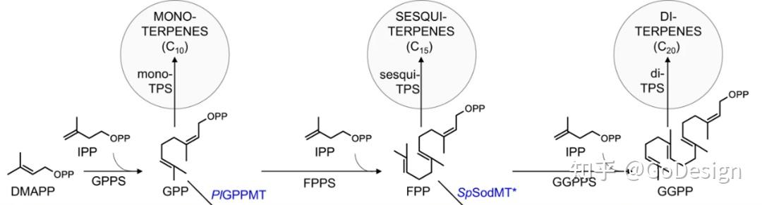 【代谢工程】一类全新非天然萜类化合物的生物合成 - 知乎