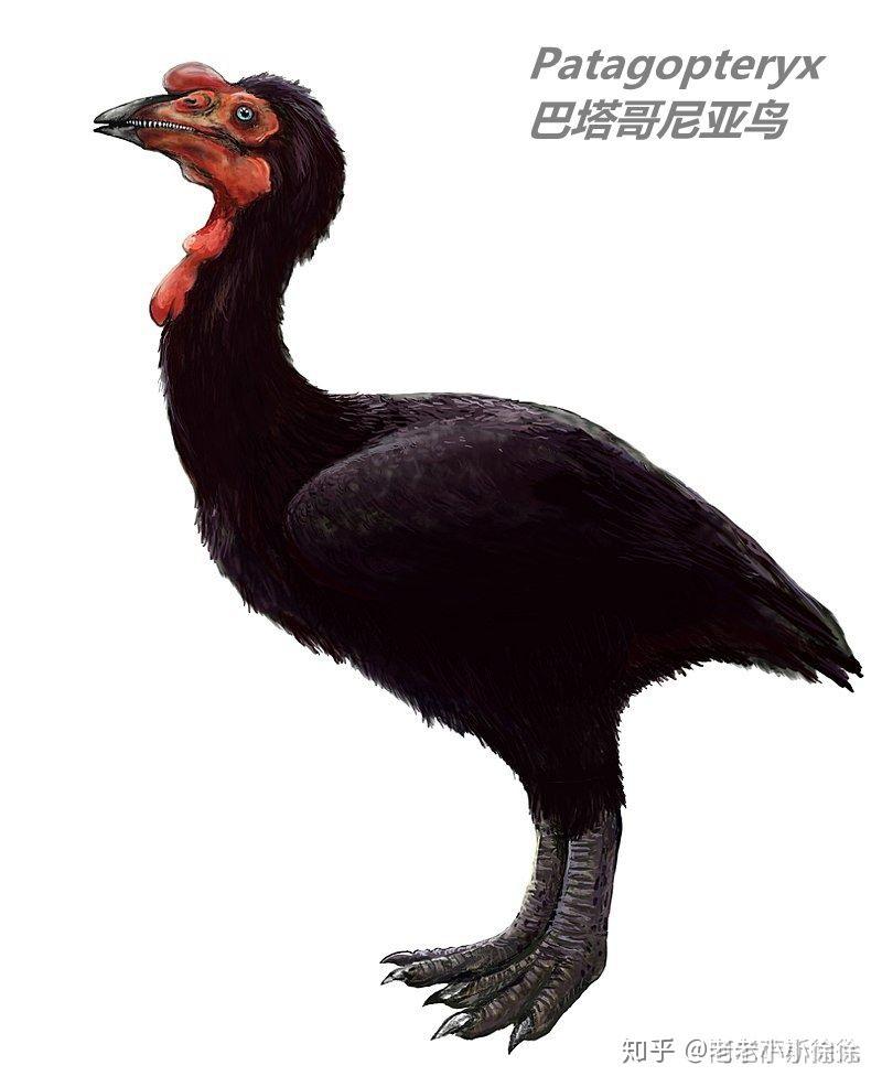 鸡是由恐龙演化而来的吗？ - 知乎