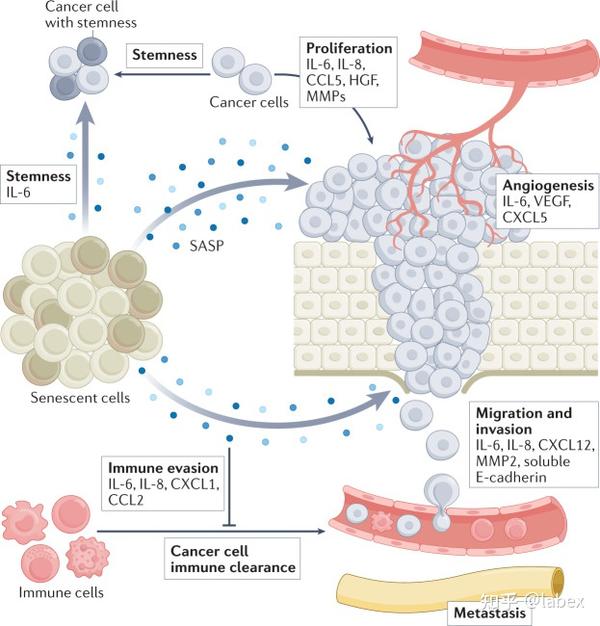 IF60+nature高分综述：衰老和癌症 - 作用和治疗机会 - 知乎