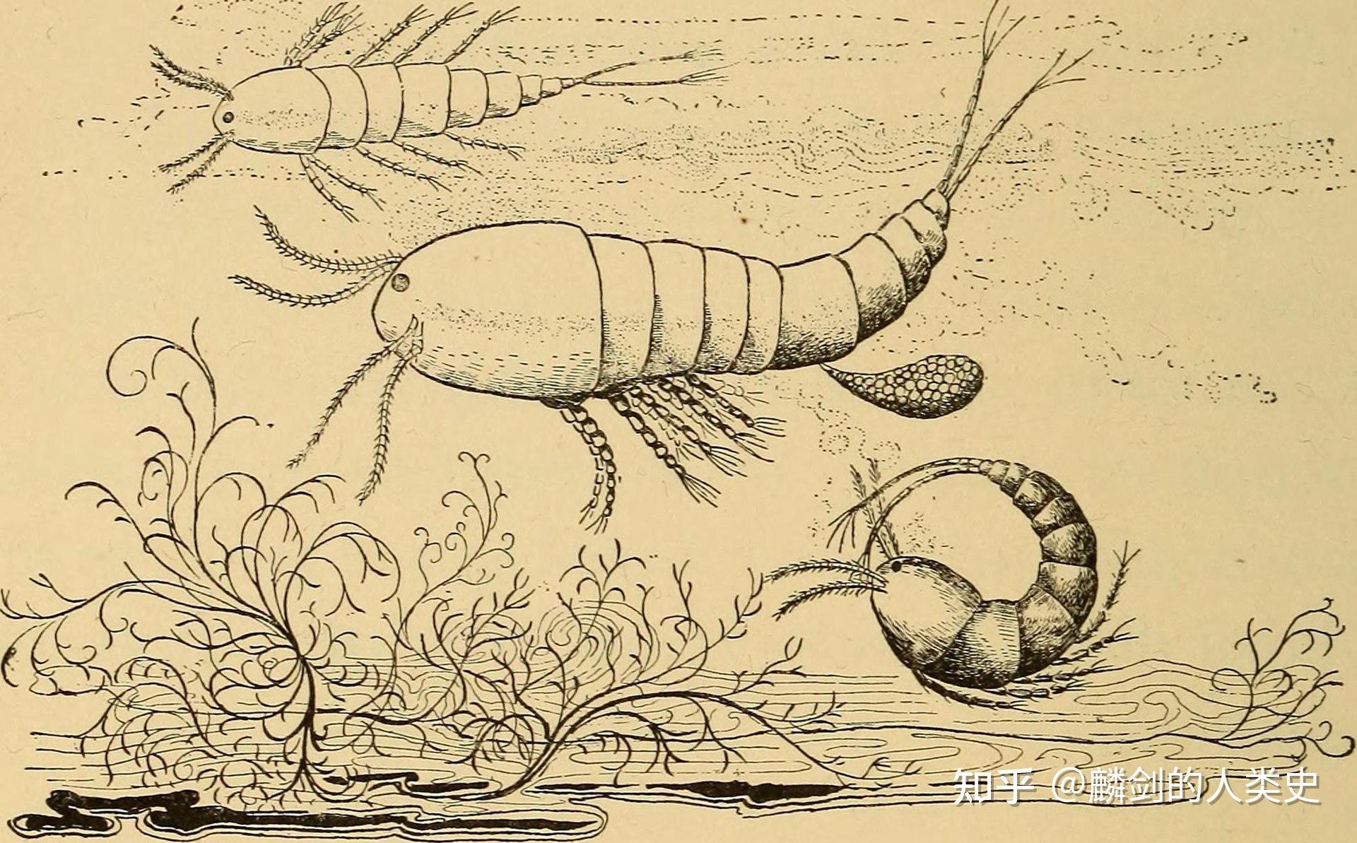 【动物界全系列】猛水蚤目—异足猛水蚤科 - 知乎