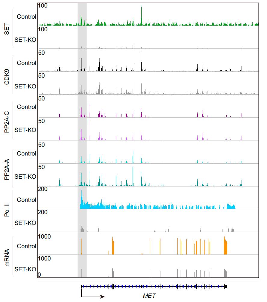 CUT&Tag+RNA-seq关联分析的 5 个套路 - 知乎