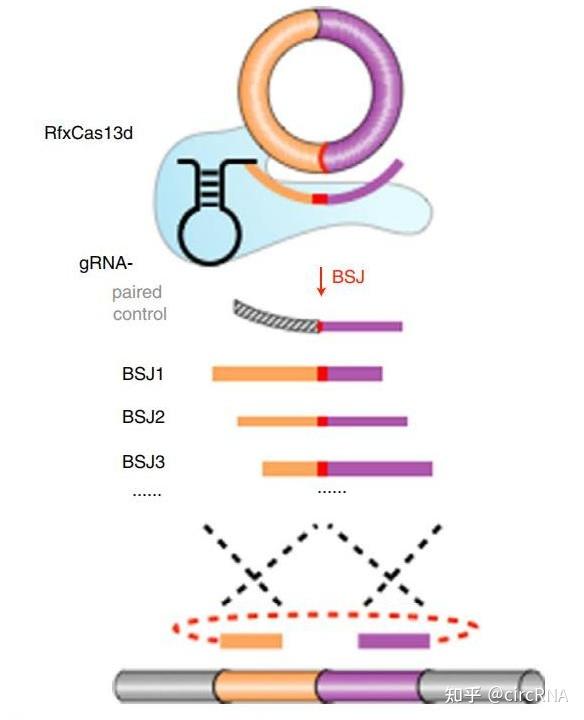 Nature protocols | 珍藏版！陈玲玲教授发表CRISPR/Cas13d gRNA文库筛选功能性环状RNA技术流程 - 知乎