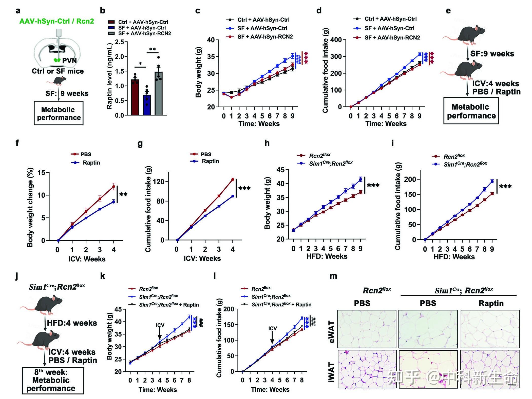 Cell Research | 躺着减肥不是梦？中南大学湘雅医院团队发现全新激素Raptin：睡眠诱导的天然食欲抑制剂 - 知乎