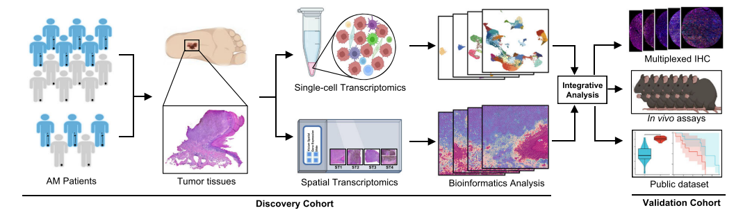 时空日报 | Science研究：B细胞和T细胞受体的空间转录组学可揭示淋巴细胞克隆动态 - 知乎