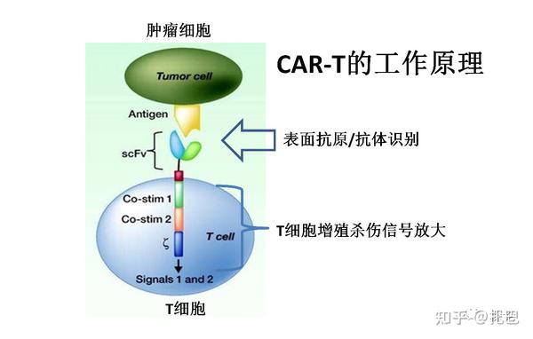 从CAR-T和PD-1看“免疫治疗”背后的深层机理和使用原则 - 知乎