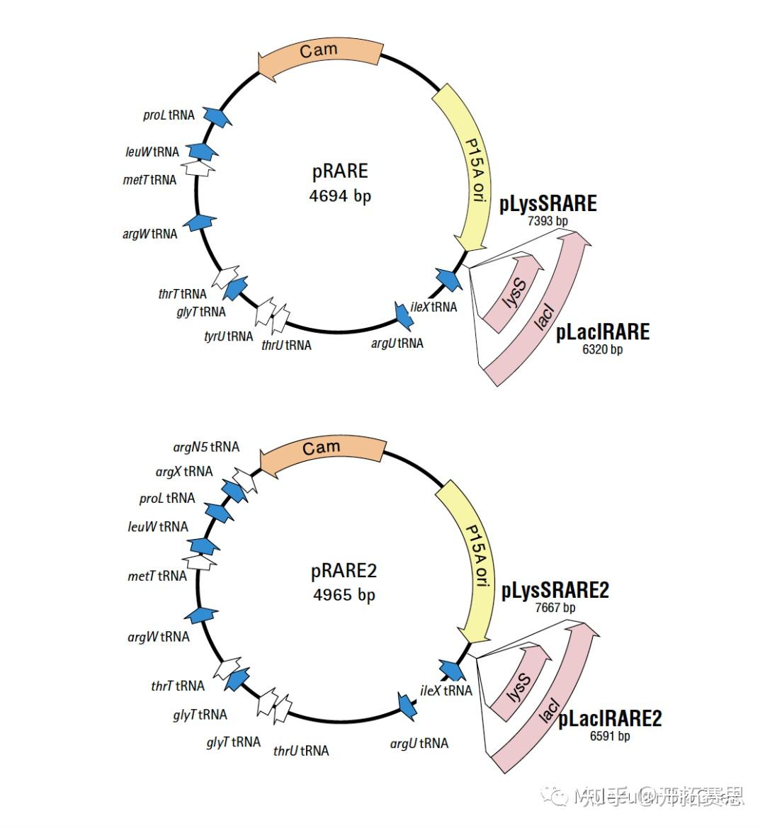 T7启动子表达载体的菌株选择：从BL21(DE3)到BL21(DE3)pLysS - 知乎